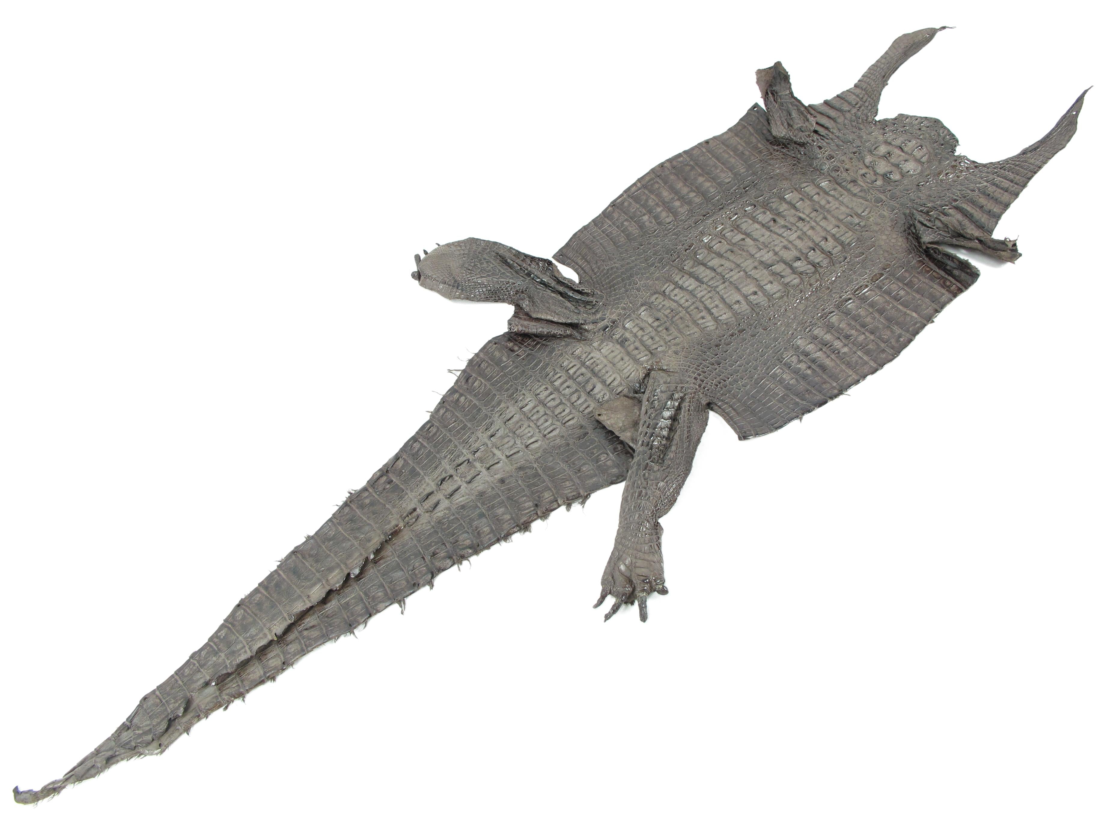 Genuine Caiman Crocodile Hornback Skin Leather Hide Pelt – PELGIO
