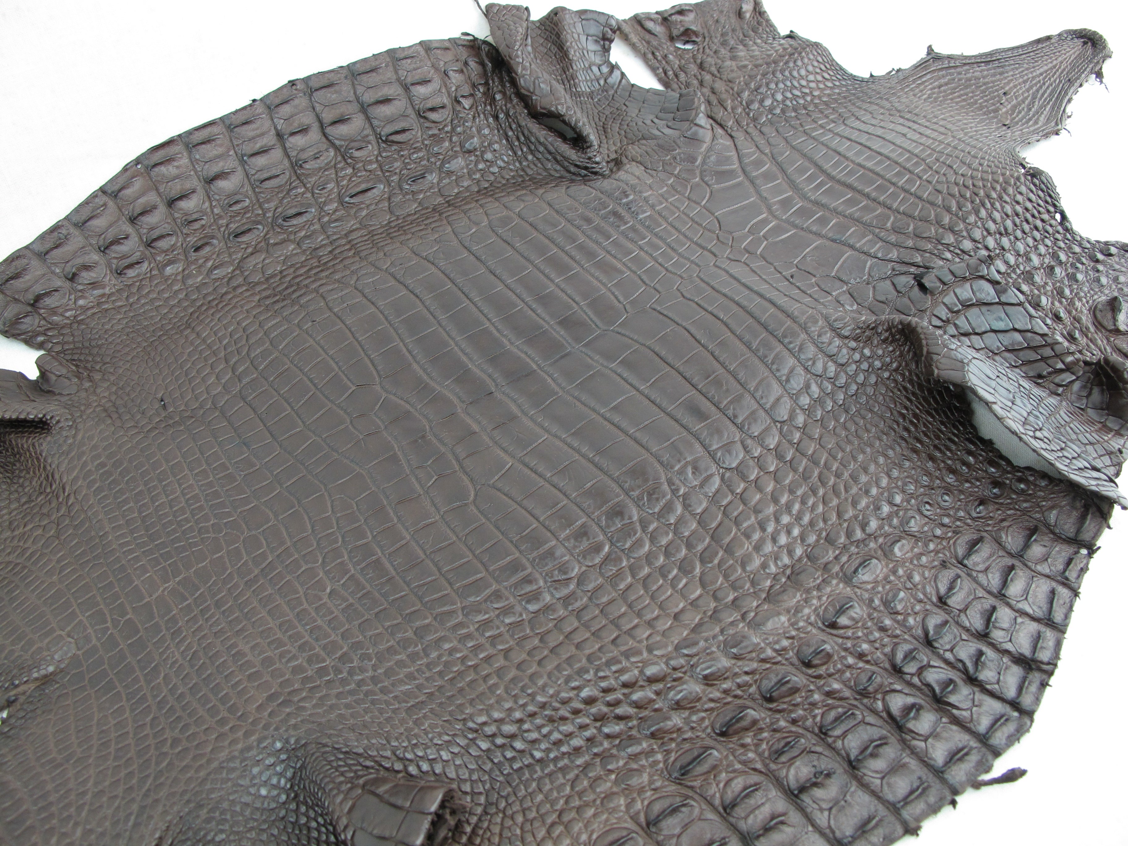 Genuine Crocodile Belly Skin Leather Hide Pelt – PELGIO