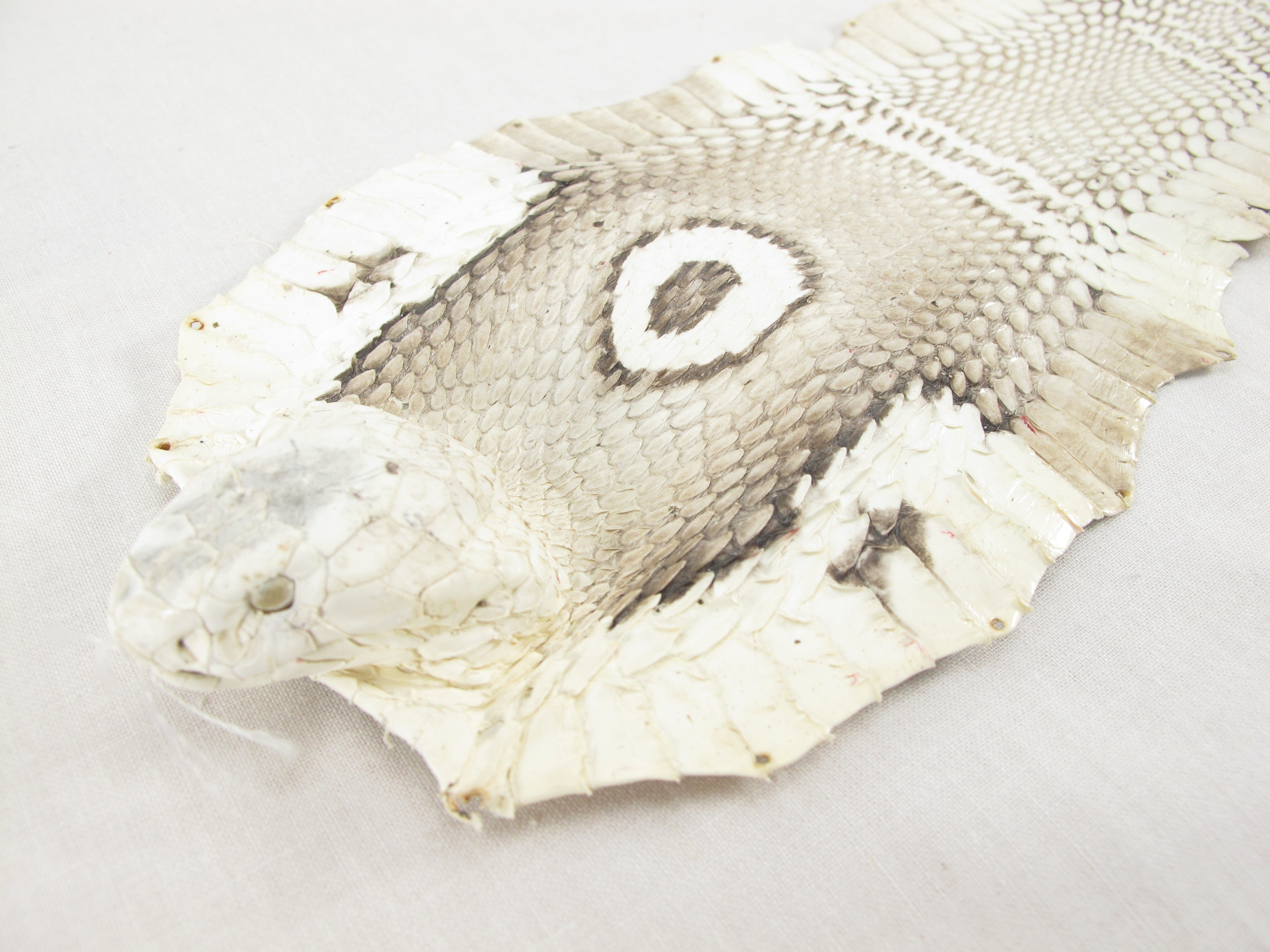 Genuine Cobra Snake Skin with Head Leather Hide Pelt – PELGIO
