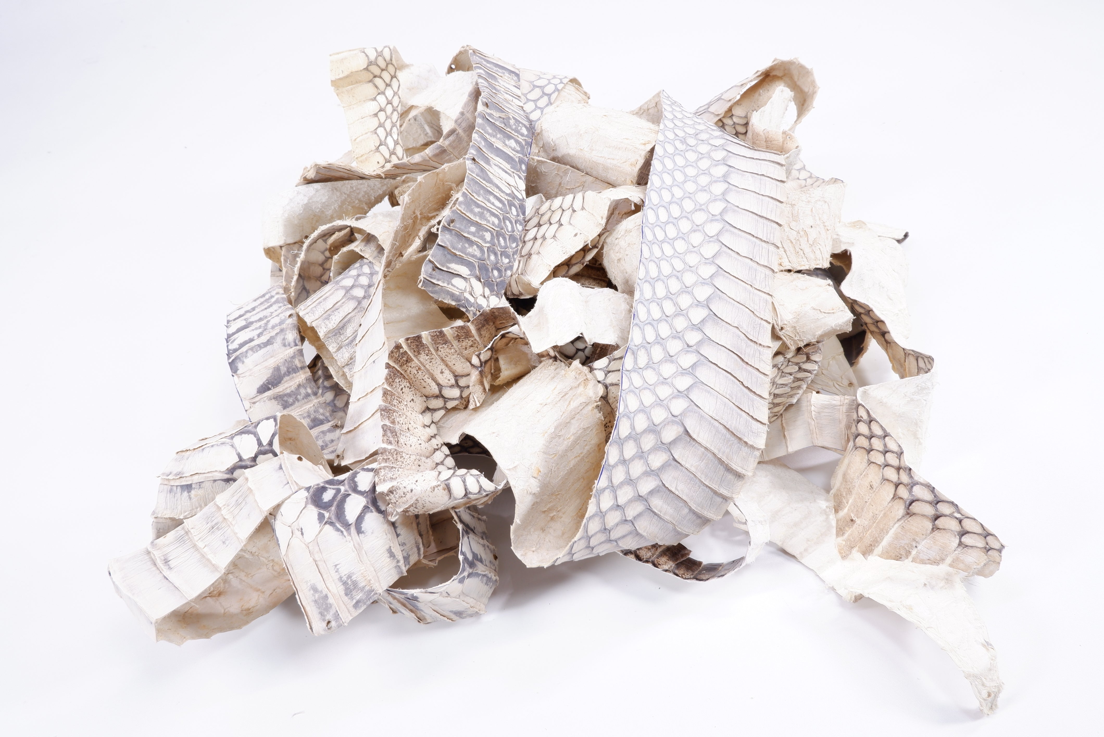 Genuine Cobra Snake Skin Leather Scraps Hide Pelt 100 grams – PELGIO