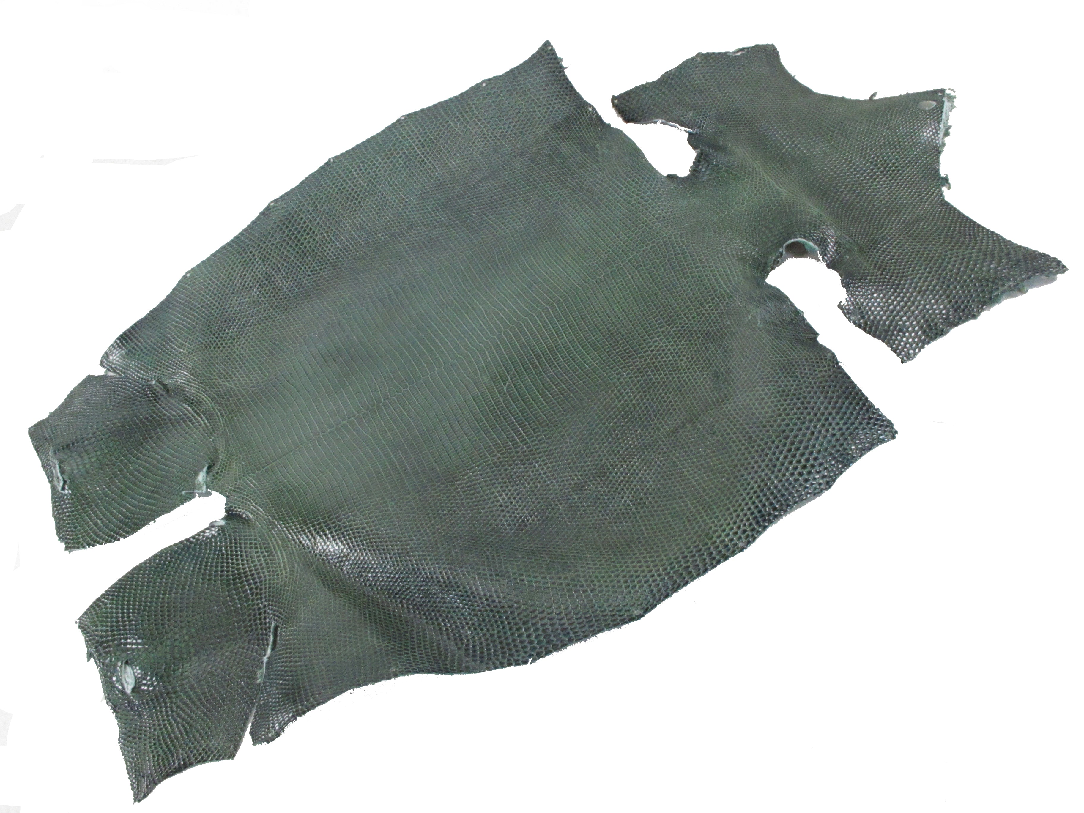 Genuine Water Monitor Lizard Belly Skin Leather Hide Pelt Fir Green ...